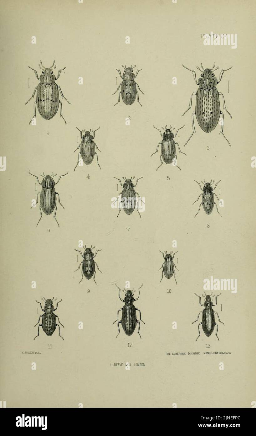 The Coleoptera of the British islands Stock Photo - Alamy