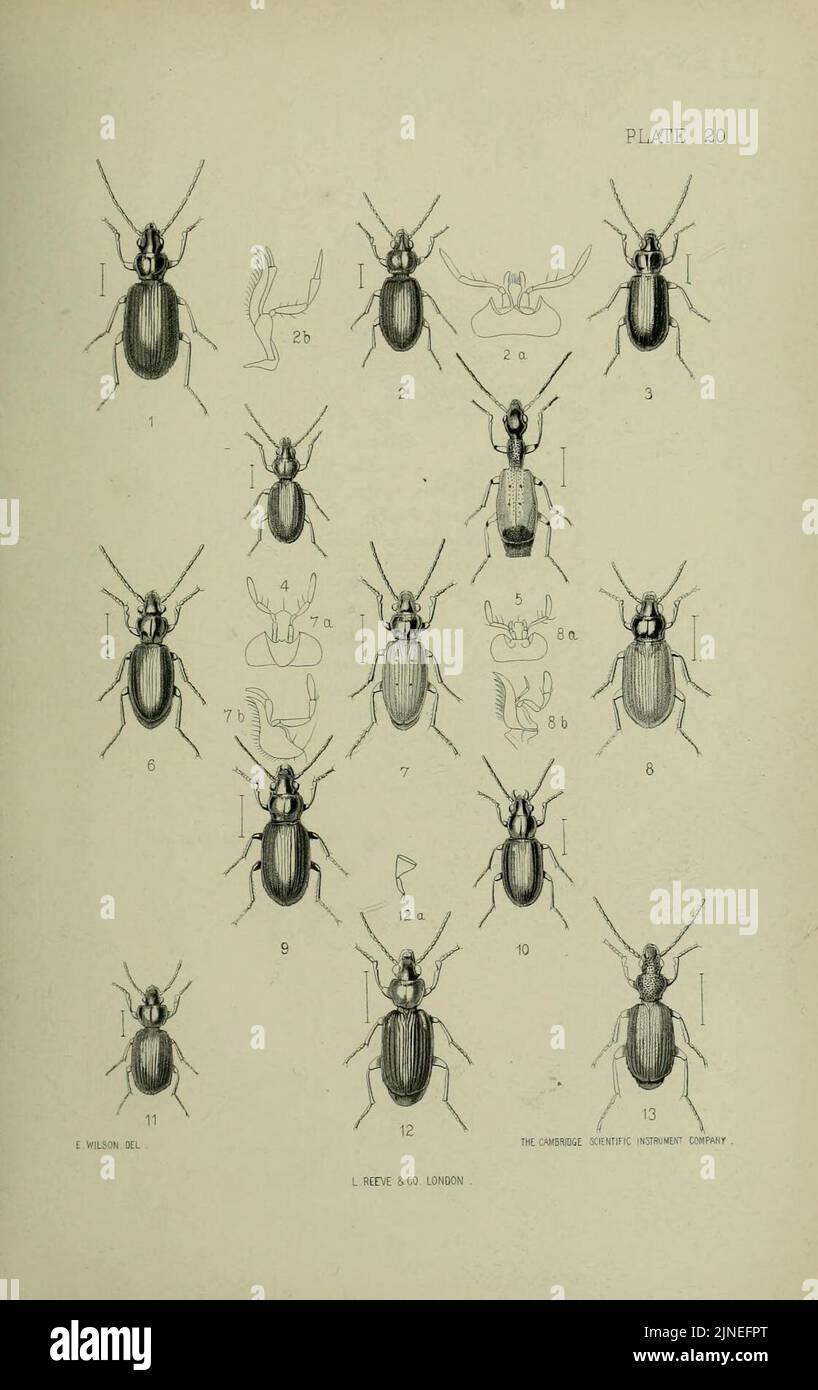 The Coleoptera of the British islands Stock Photo - Alamy