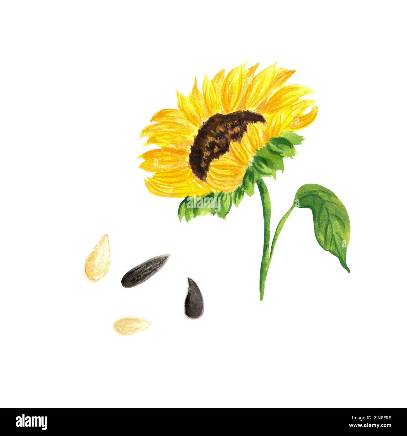 Watercolour sunflower and seeds. Isolated elements of the autumn set of ...