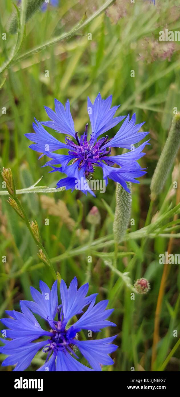 A vertical closeup of cornflowers growing in green grass Stock Photo ...