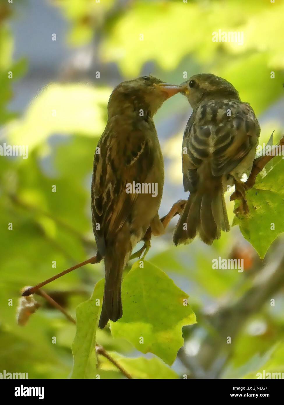 Two sparrows standing on the tree branch one feeding another Stock ...