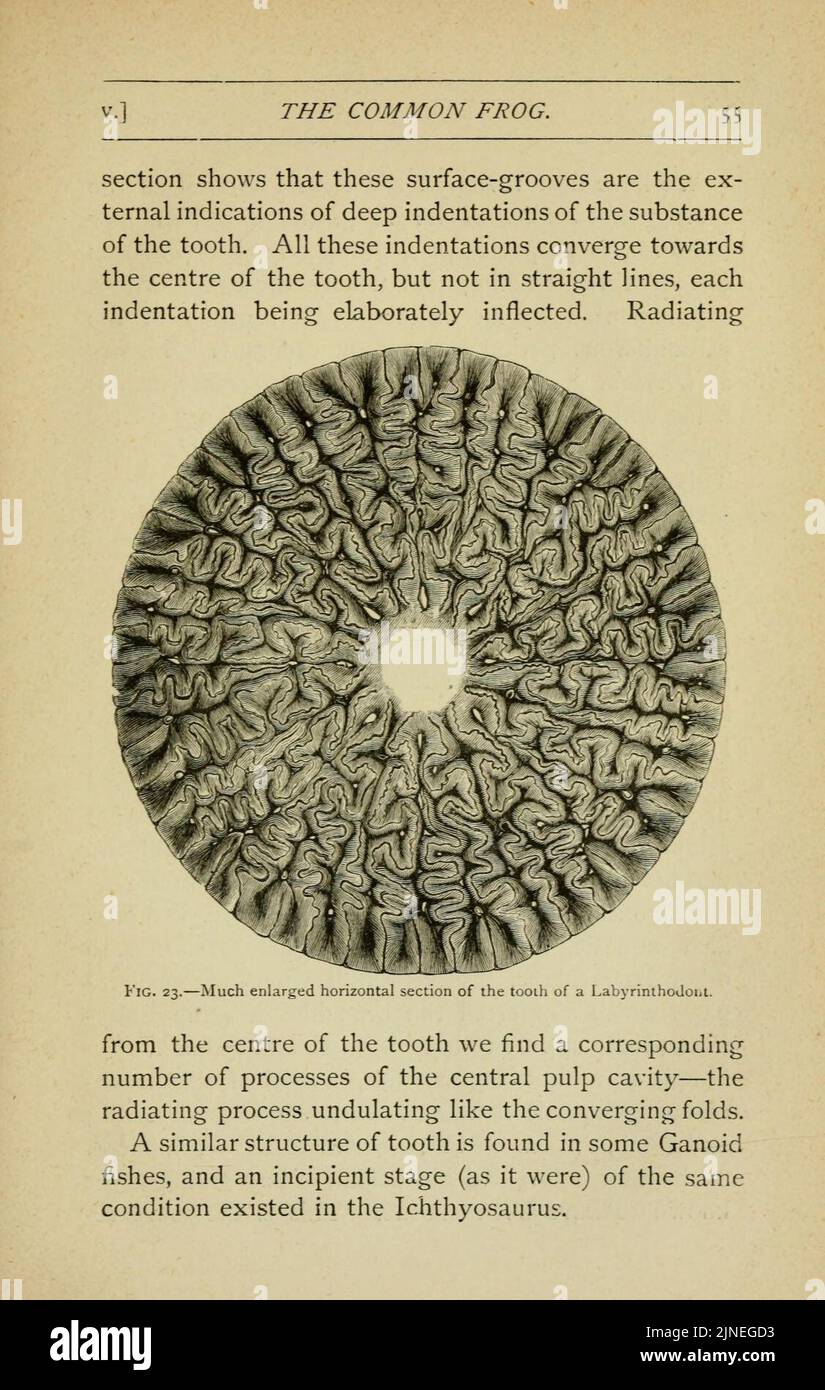 The common frog (Page 55, Fig. 23 Stock Photo - Alamy