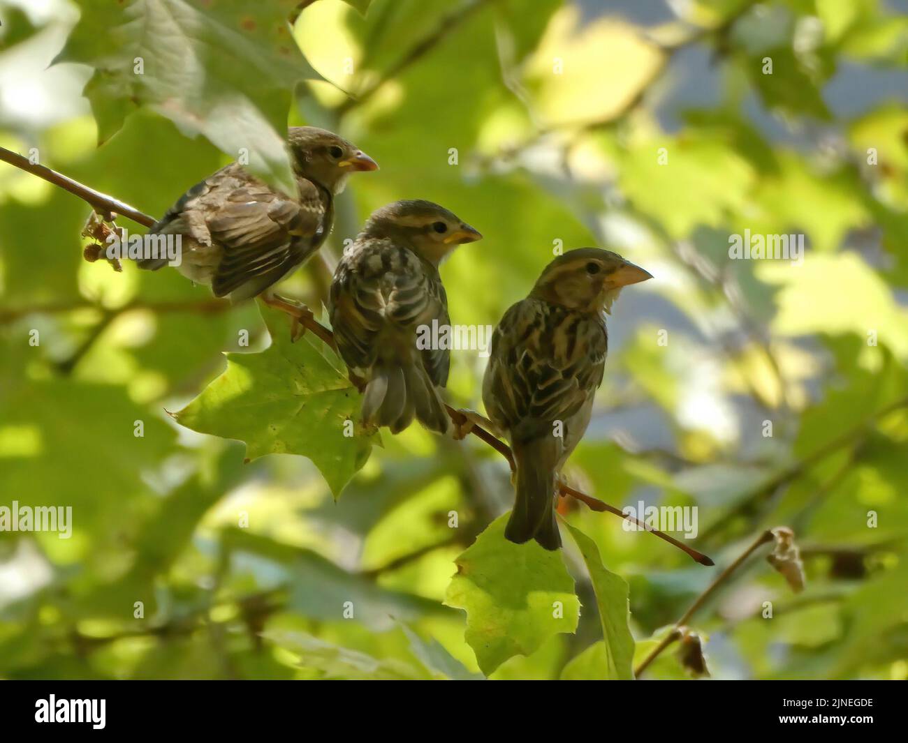 Three sparrows standing on the tree branch looking for food Stock Photo ...