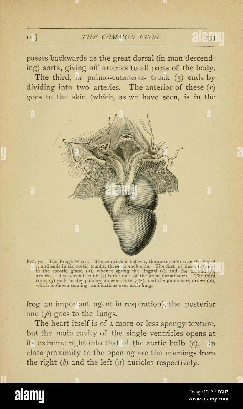 The common frog (Page 133, Fig. 77 Stock Photo - Alamy