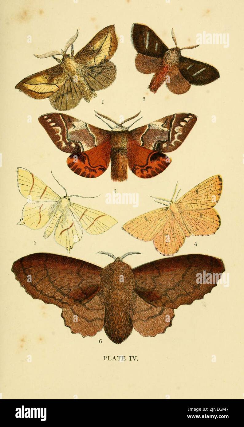 The common moths of England (Plate IV) (6029363327 Stock Photo - Alamy