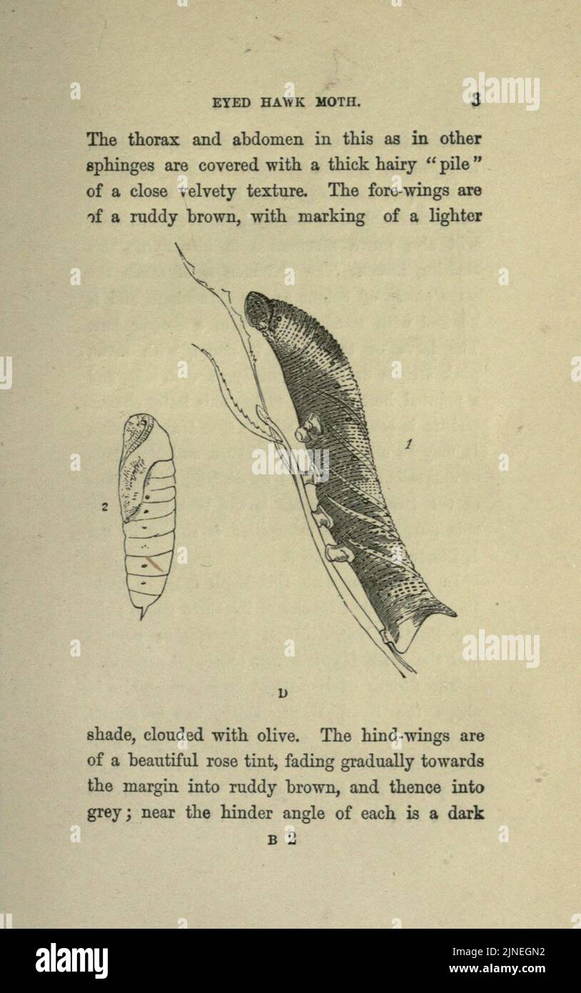 The common moths of England Stock Photo - Alamy