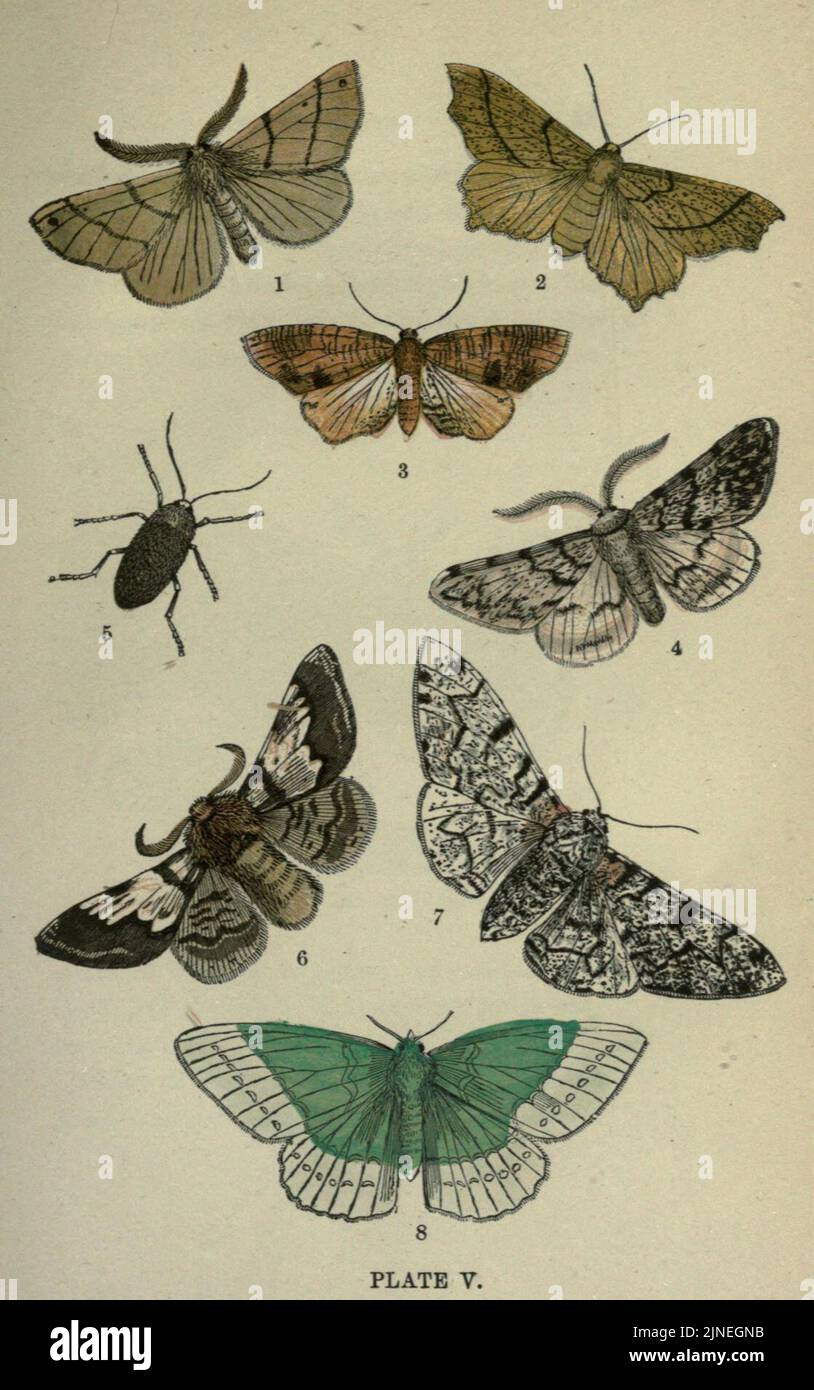 The common moths of England Stock Photo - Alamy