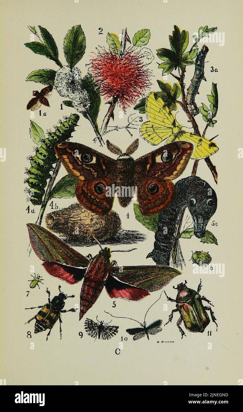 The common objects of the country (Plate C) (7179997403 Stock Photo - Alamy