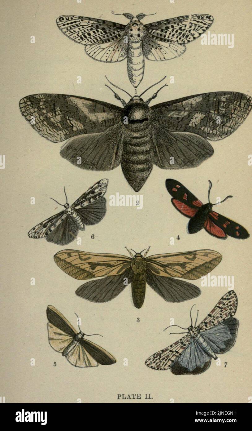 The common moths of England Stock Photo - Alamy