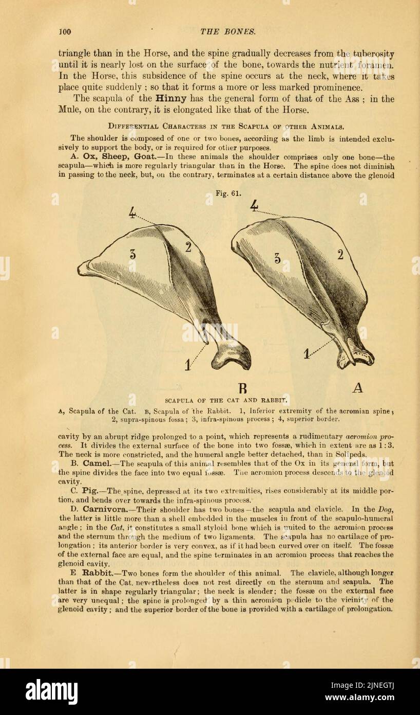 The comparative anatomy of the domesticated animals (Page 100 Stock ...