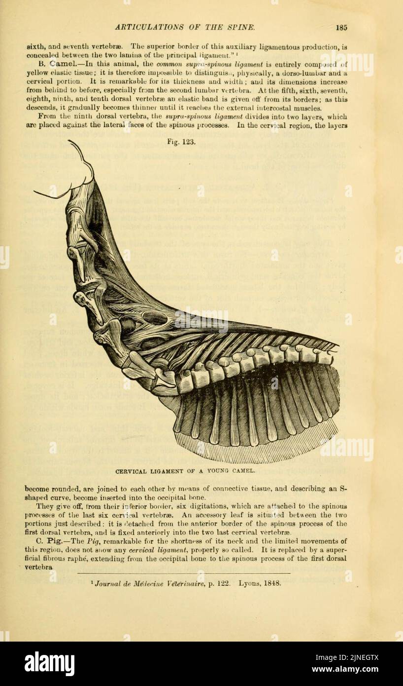 The comparative anatomy of the domesticated animals (Page 185 Stock ...