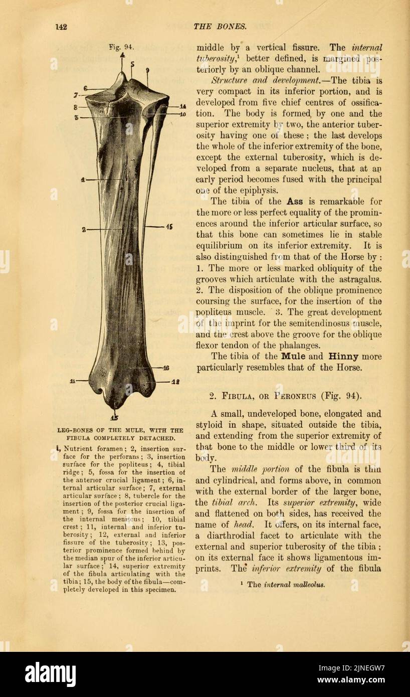 The comparative anatomy of the domesticated animals (Page 142 Stock ...
