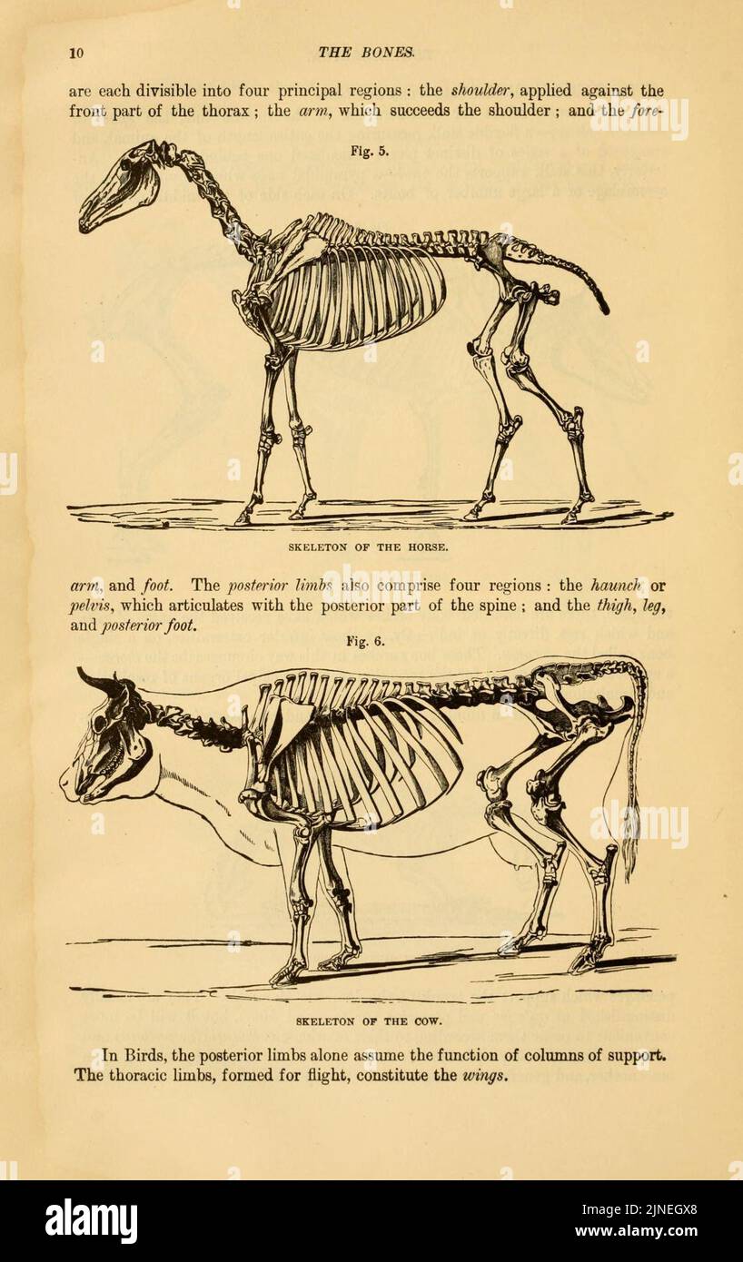 The comparative anatomy of the domesticated animals (Page 10 Stock ...