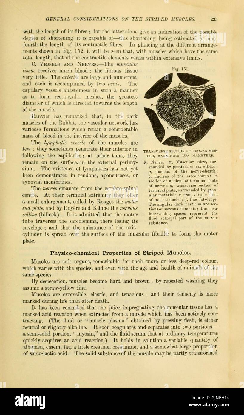 The comparative anatomy of the domesticated animals (Page 235 Stock ...