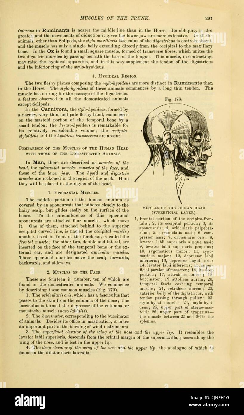 The comparative anatomy of the domesticated animals (Page 291 Stock ...