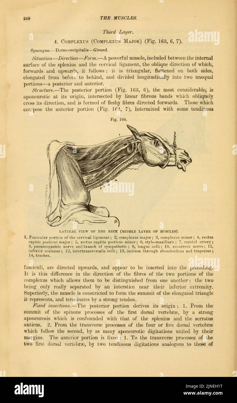 The comparative anatomy of the domesticated animals (Page 248 Stock ...
