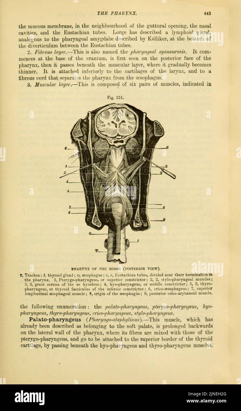 The comparative anatomy of the domesticated animals (Page 443 Stock ...