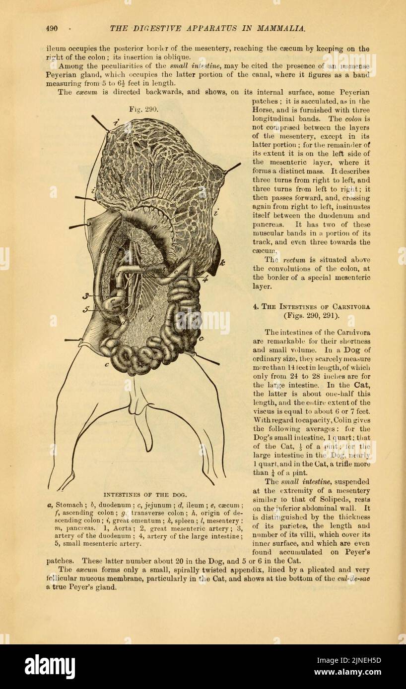 The comparative anatomy of the domesticated animals (Page 490 Stock ...