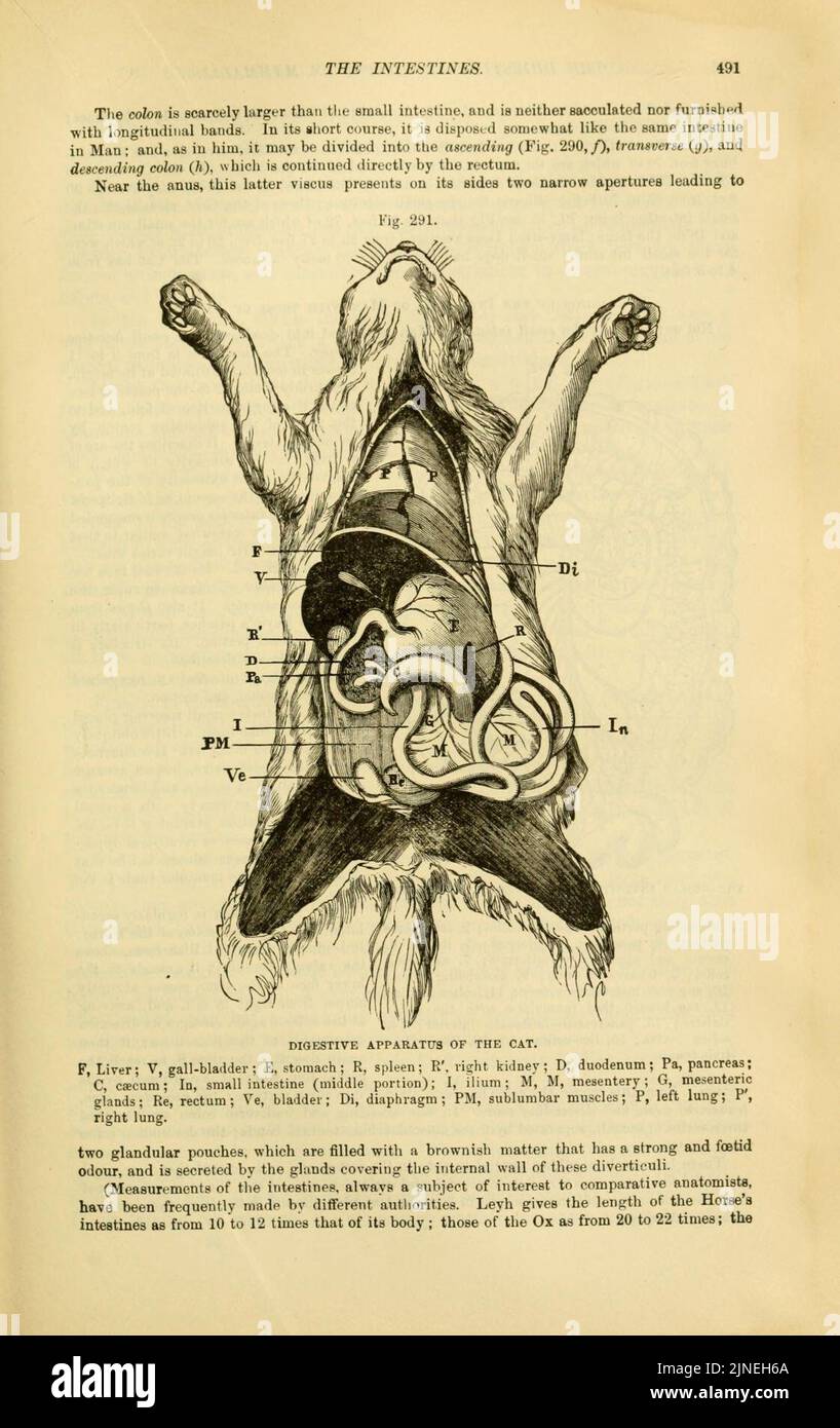 The comparative anatomy of the domesticated animals (Page 491 Stock ...