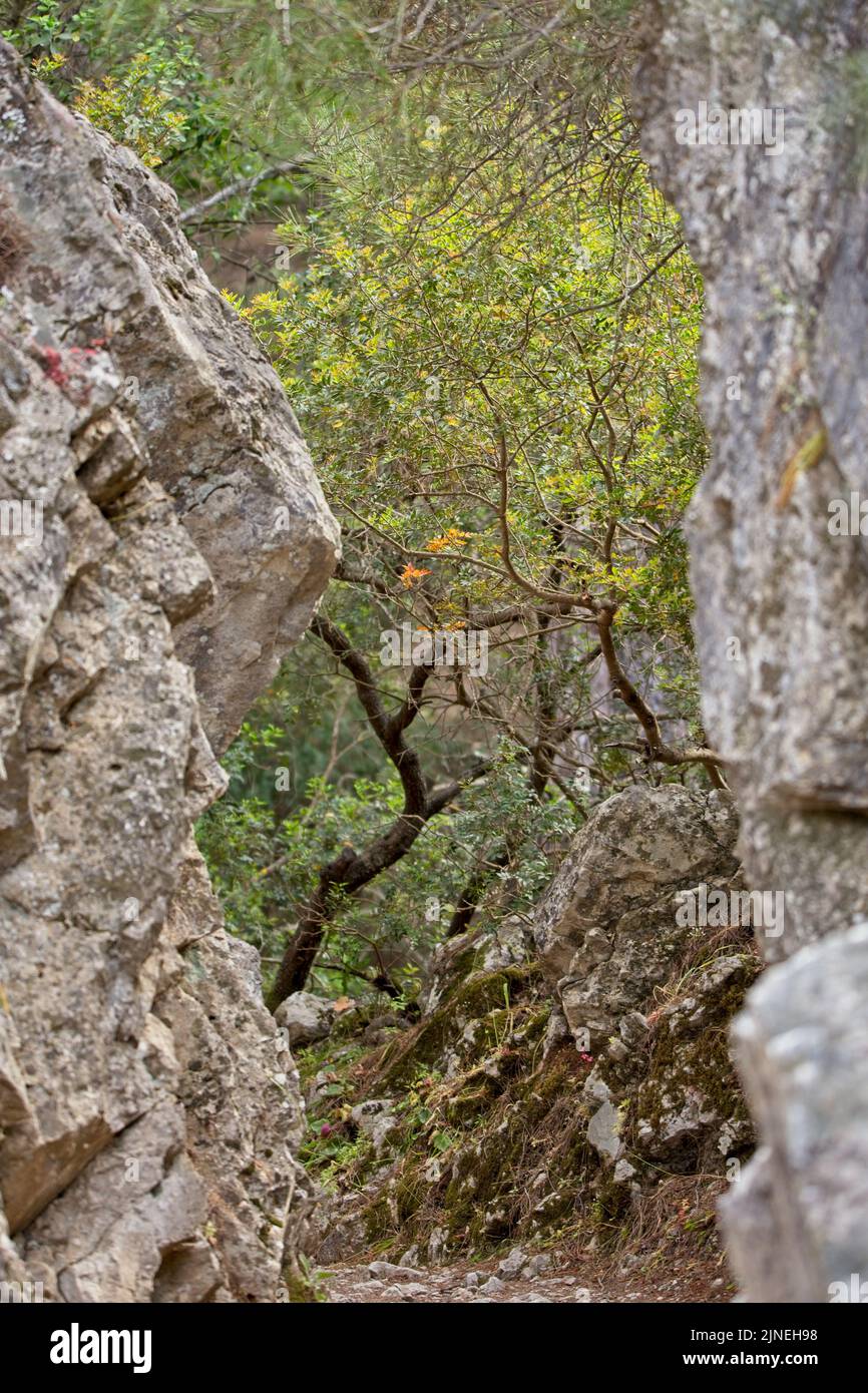 Trees surrounded by rocks in daylight at Seven Springs, Rhodes, Greece ...