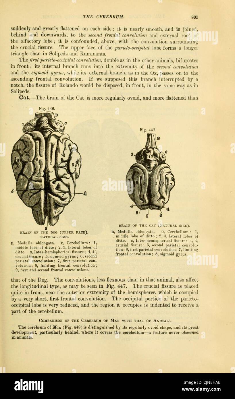 The comparative anatomy of the domesticated animals (Page 801 Stock ...