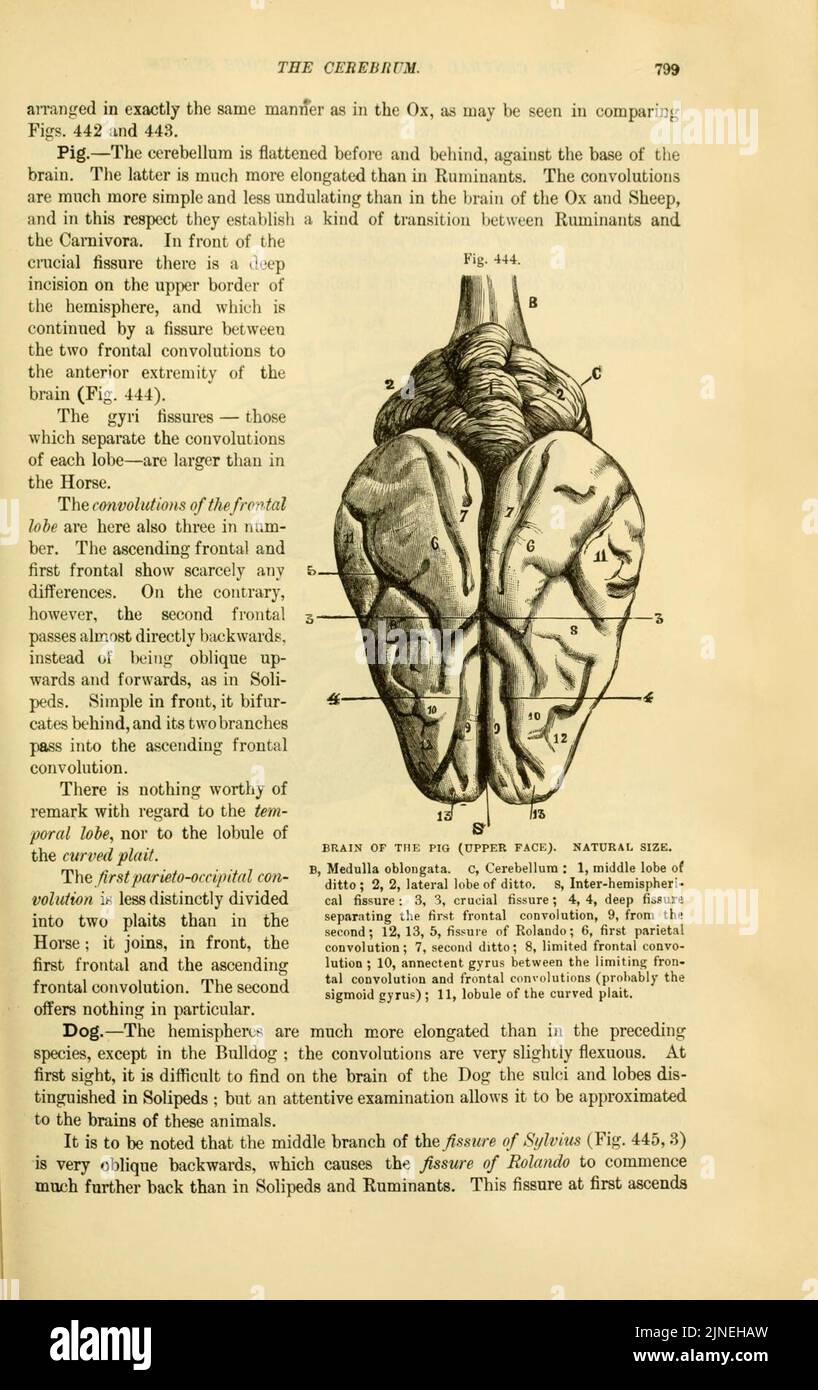 The comparative anatomy of the domesticated animals (Page 799 Stock ...