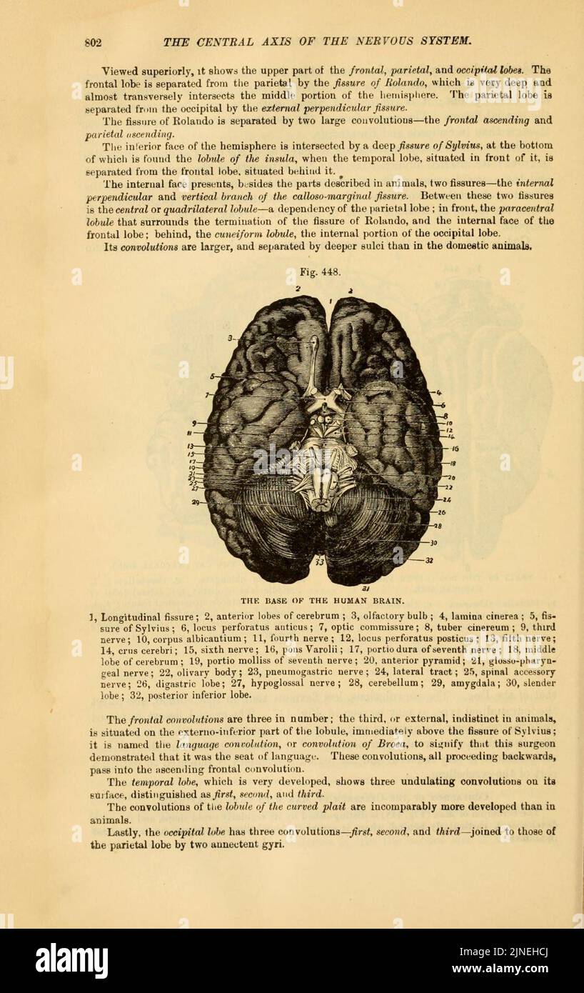 The comparative anatomy of the domesticated animals (Page 802 Stock ...