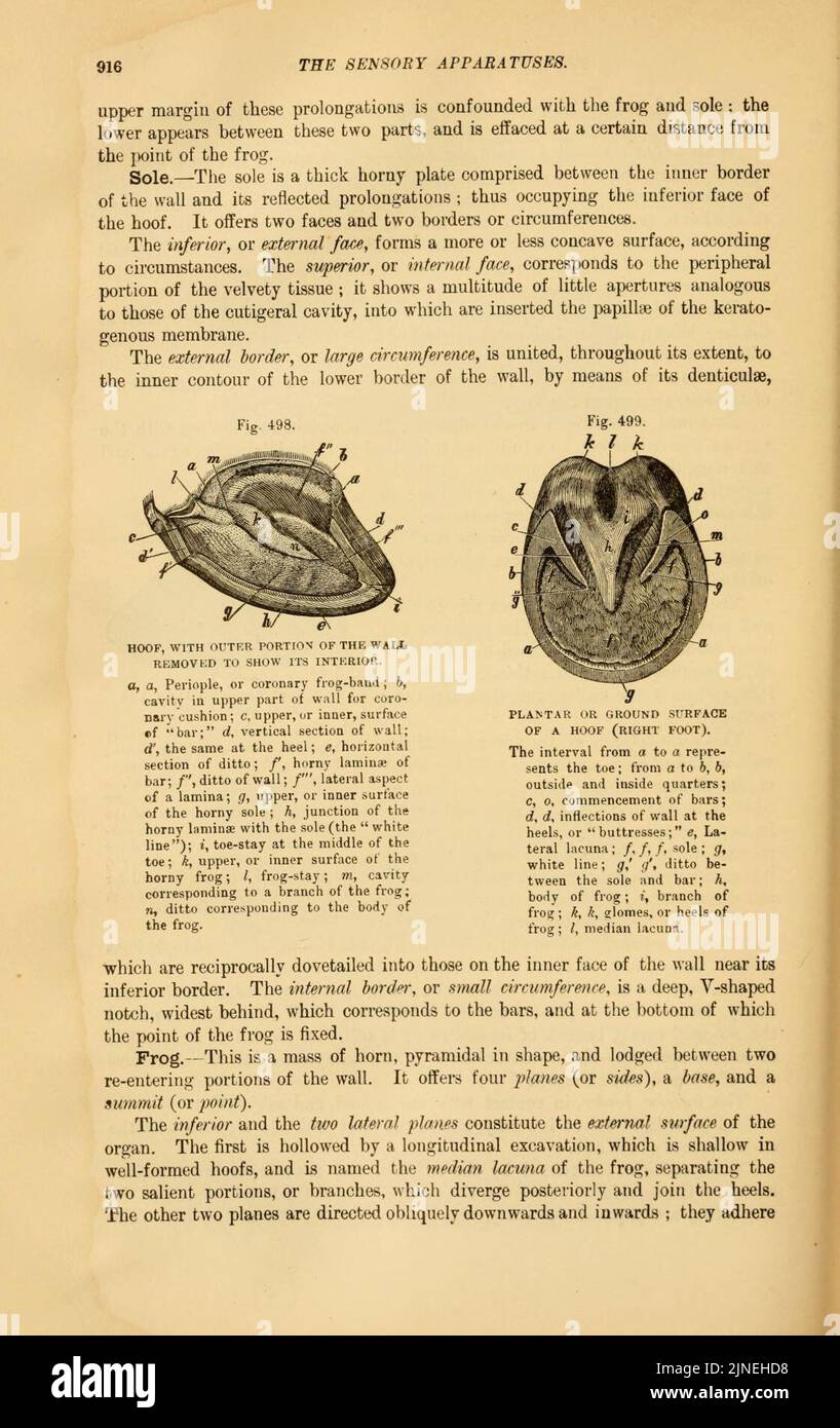 The comparative anatomy of the domesticated animals (Page 916 Stock ...