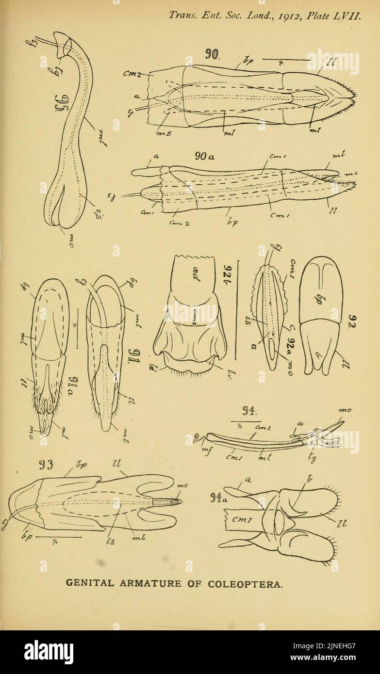 The comparative anatomy of the male genital tube in Coleoptera Stock ...