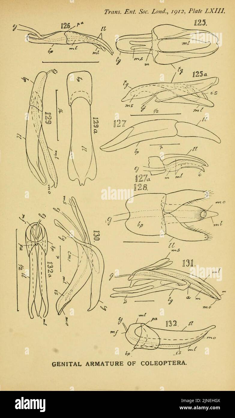 The comparative anatomy of the male genital tube in Coleoptera Stock ...