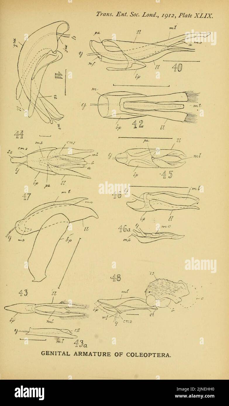 The comparative anatomy of the male genital tube in Coleoptera Stock ...