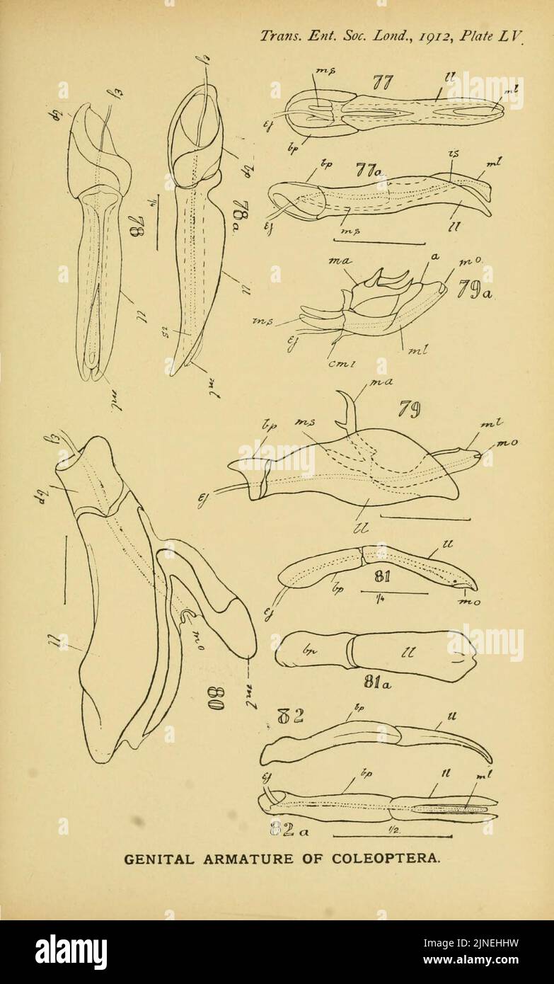 The comparative anatomy of the male genital tube in Coleoptera Stock ...