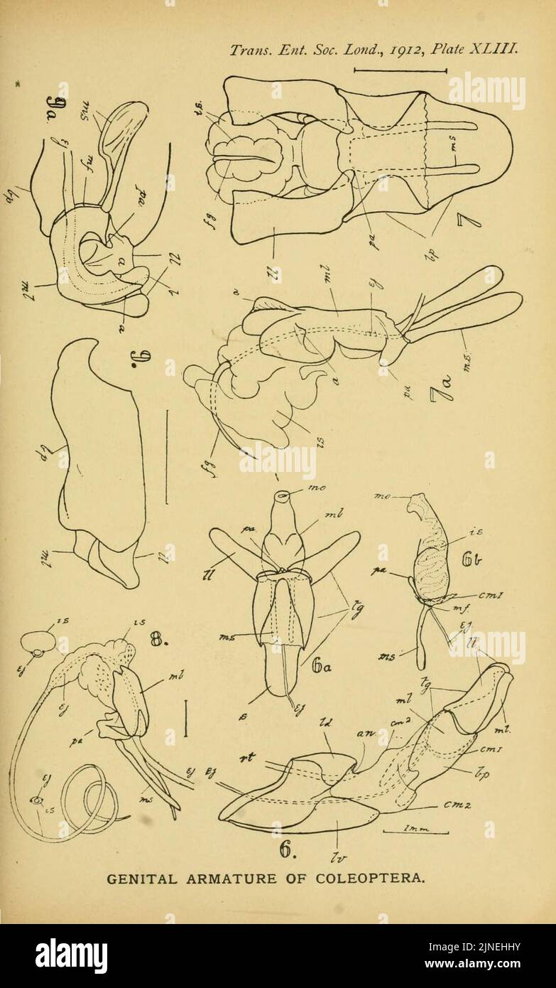 The comparative anatomy of the male genital tube in Coleoptera Stock ...