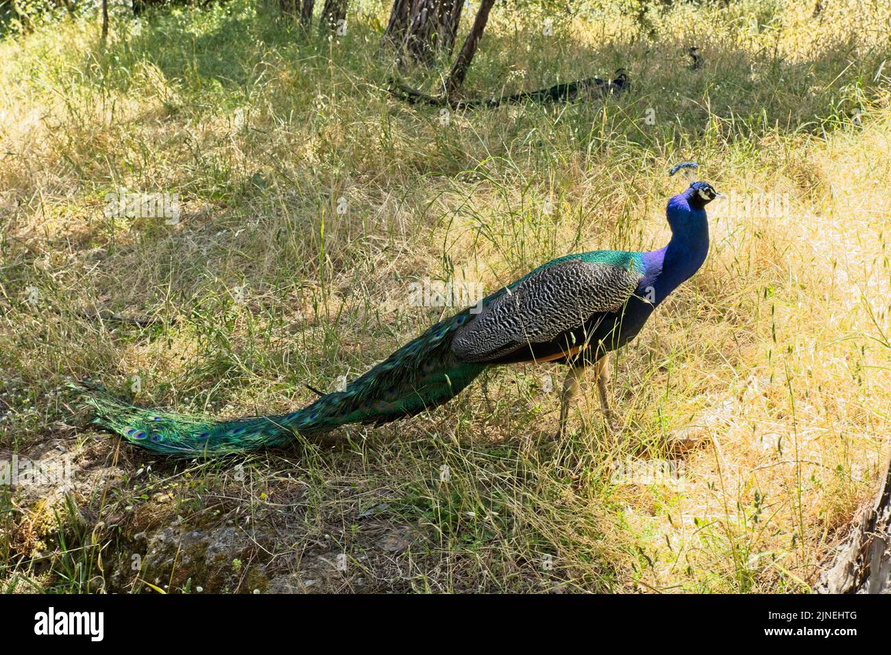 Peacock walking on the ground Stock Photo - Alamy