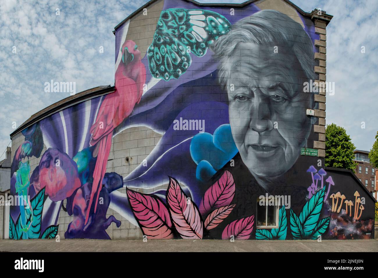 David Attenborough Street Art, Longwood Avenue, Dublin, Ireland Stock ...