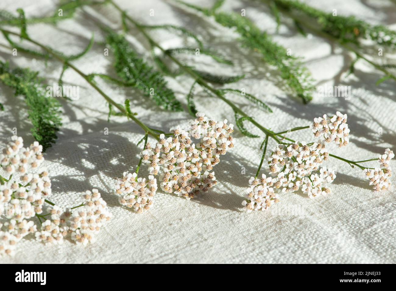 Achillea millefolium, commonly known as yarrow or common yarrow, has ...