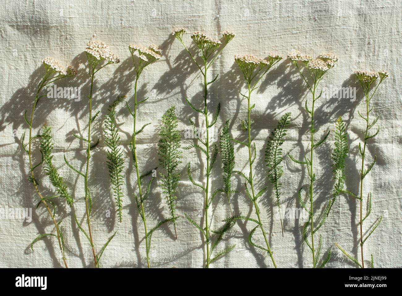 Yarrow plants hi-res stock photography and images - Alamy