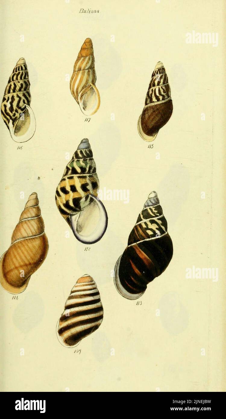 The conchological illustrations or, Coloured figures of all the ...