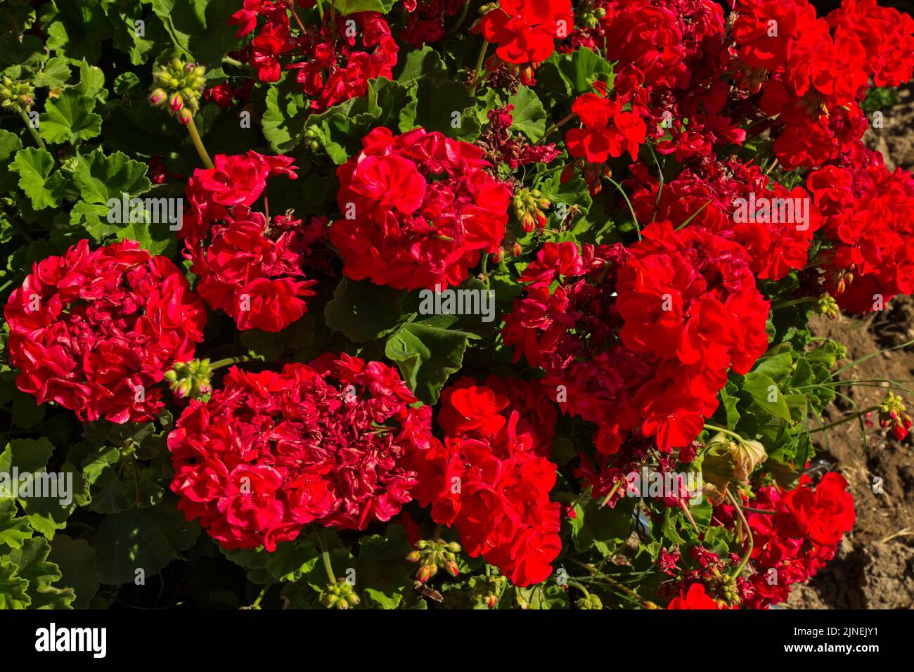 Closeup of blooming red geranium flowers in sunny greek weather Stock ...