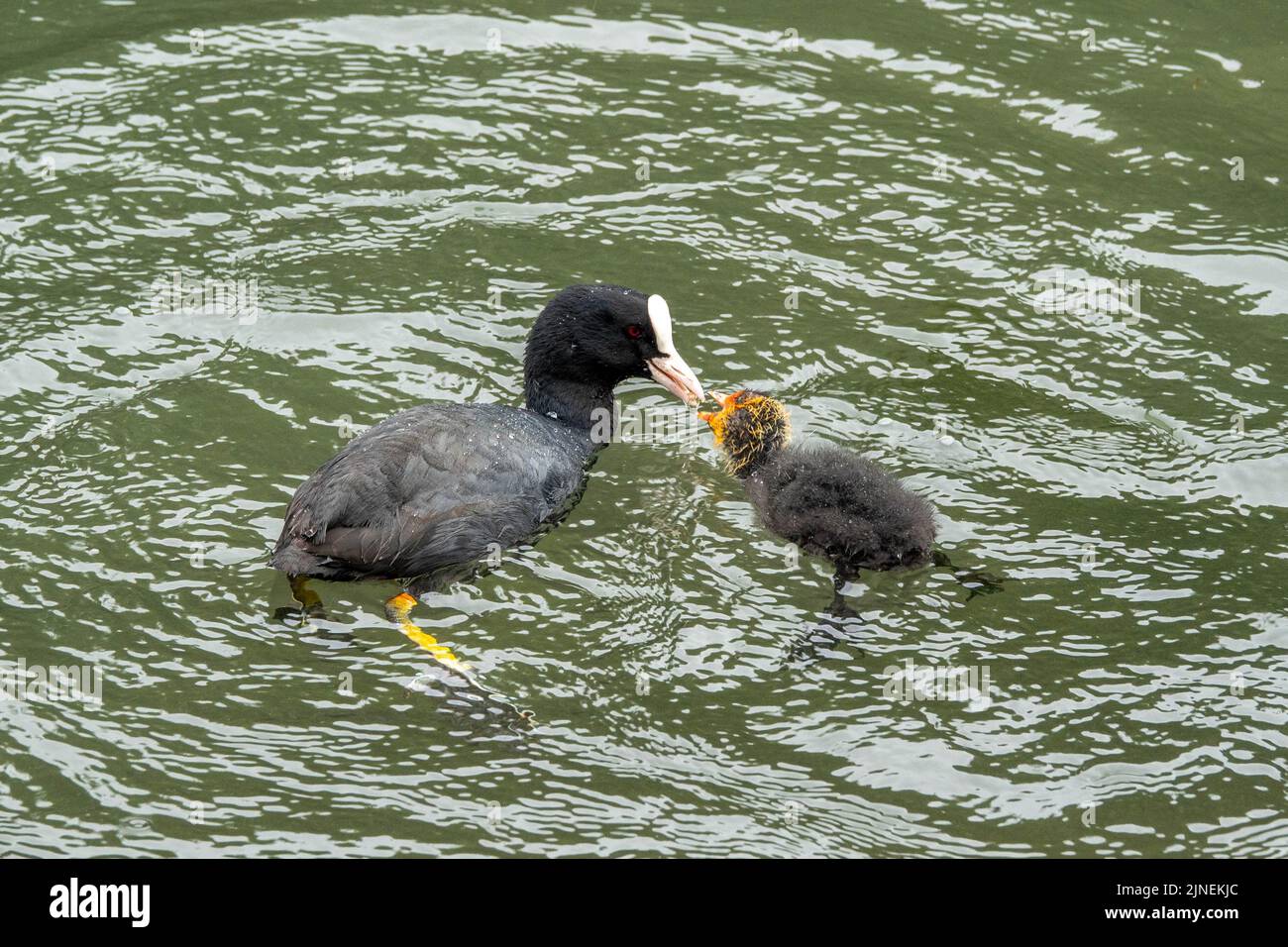 coot feeding her chick on the river Stock Photo - Alamy