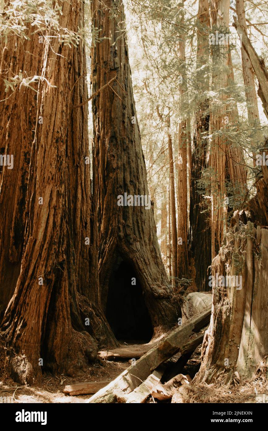 Redwood tree trunk in old forest. Tall old (Sequoioideae) redwood trees ...