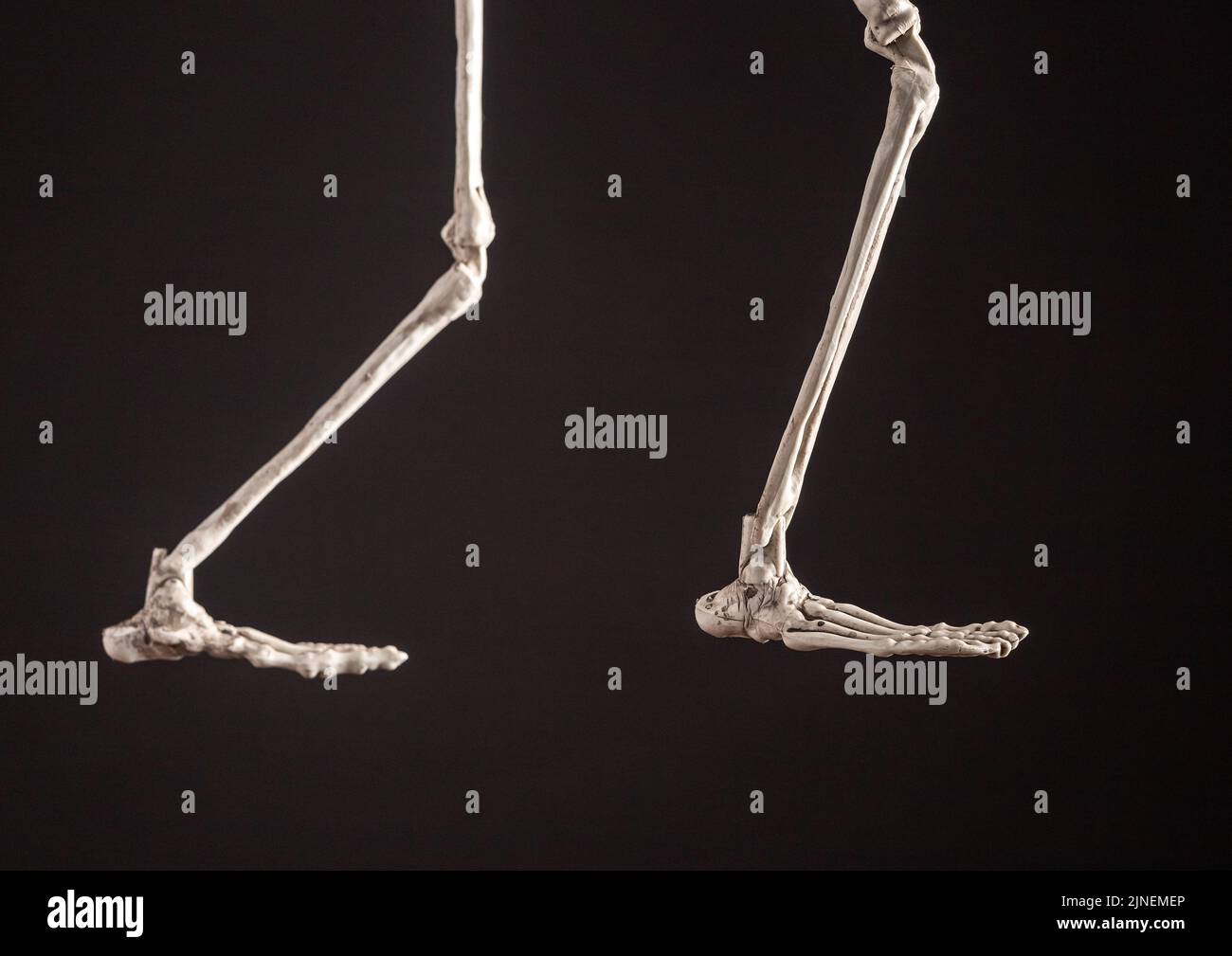 Skeleton legs going on black background. Side view. Anatomy, Halloween ...