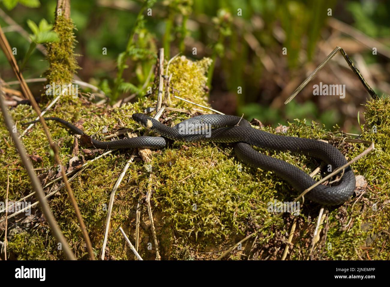 Grass snake lying on moss Stock Photo - Alamy