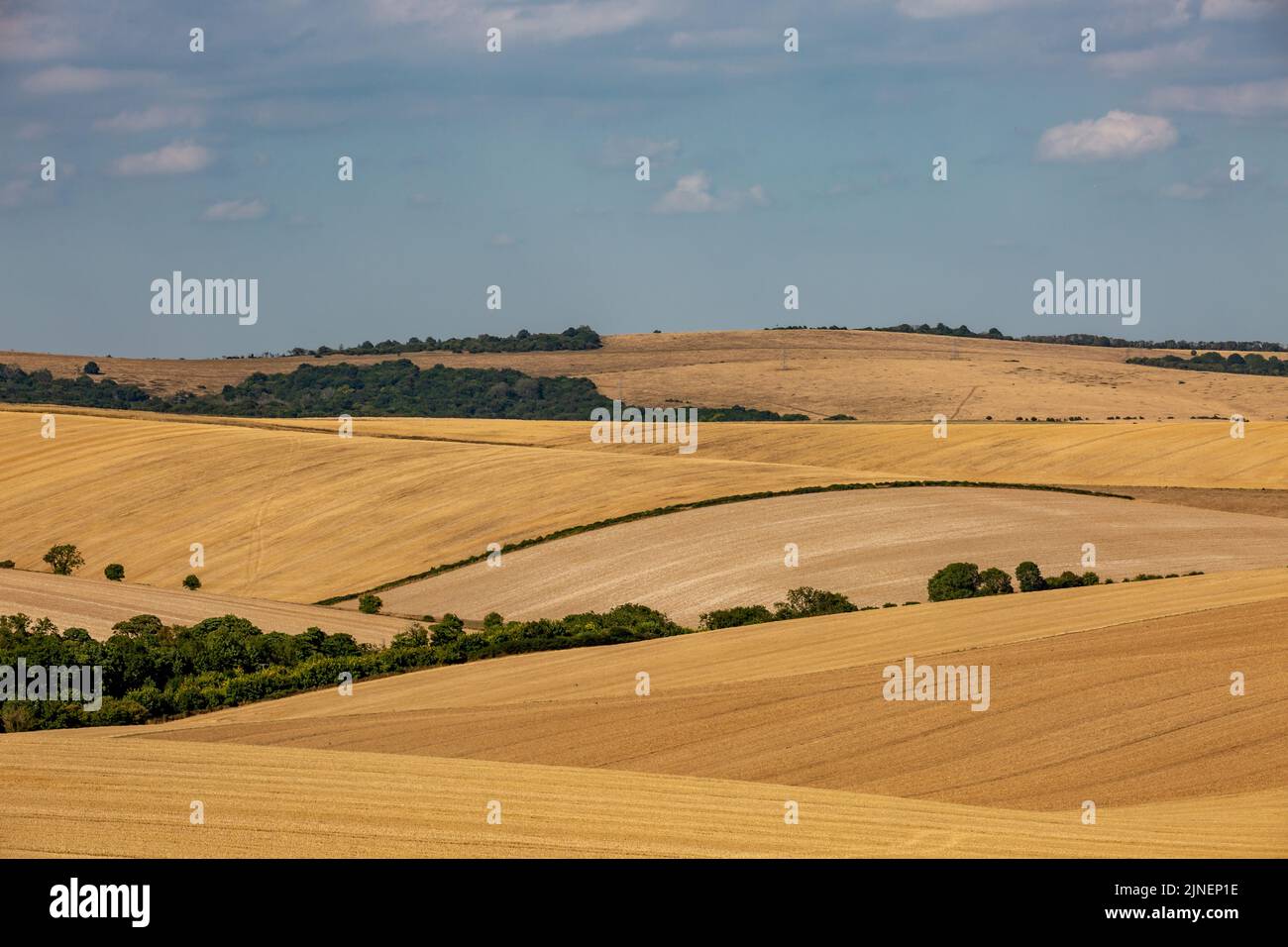 Golden fields in the South Downs, during a hot, dry summer Stock Photo ...