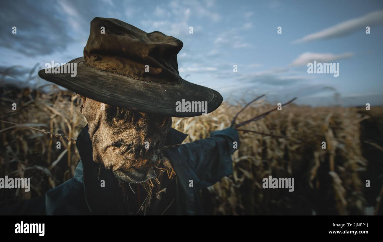 Scary scarecrow in a hat and coat on a evening autumn cornfield. Spooky ...
