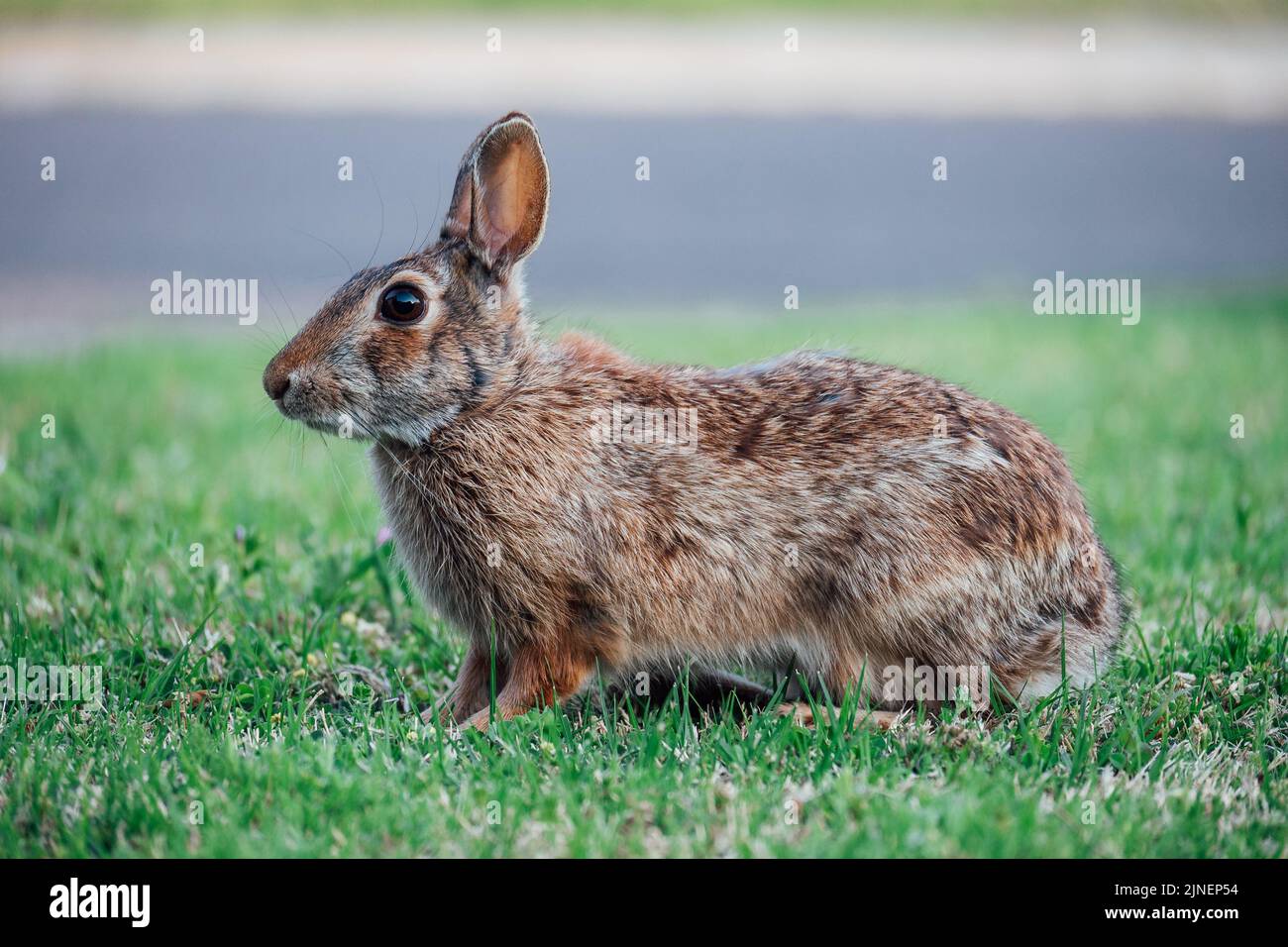 A closeup of a cute rabbit playing on the grass Stock Photo - Alamy