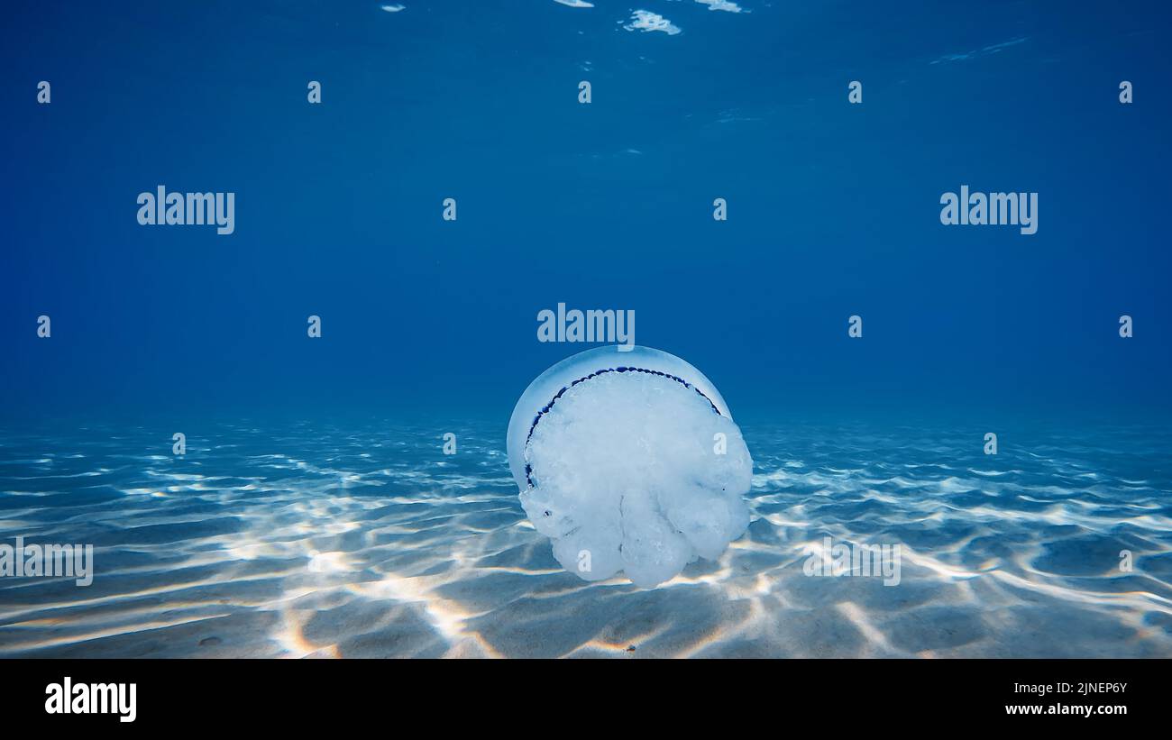 Jellyfish swim underwater in the ocean Stock Photo - Alamy