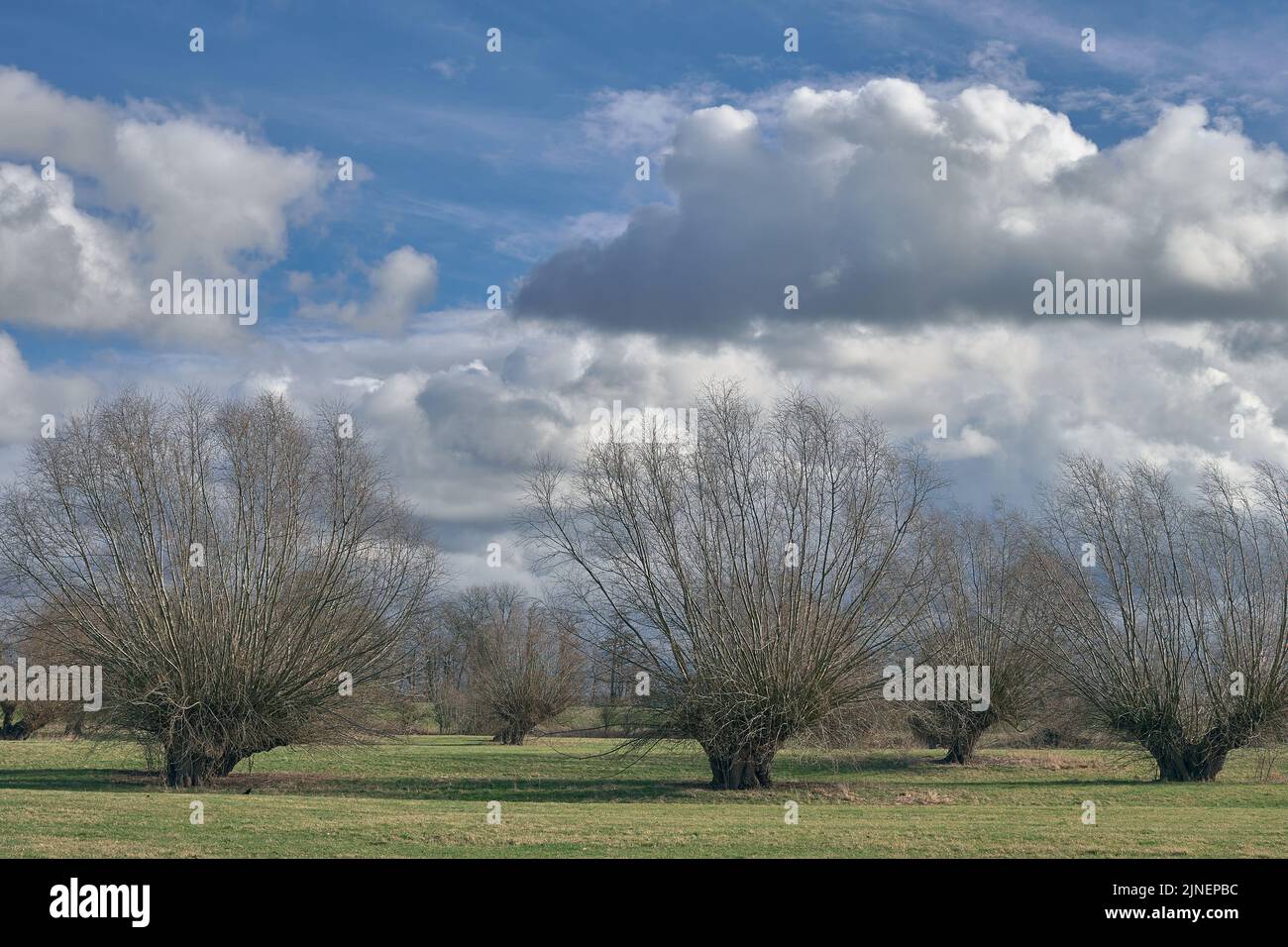 common osier (Salix viminalis) in Himmelgeister Rheinbogen Nature ...