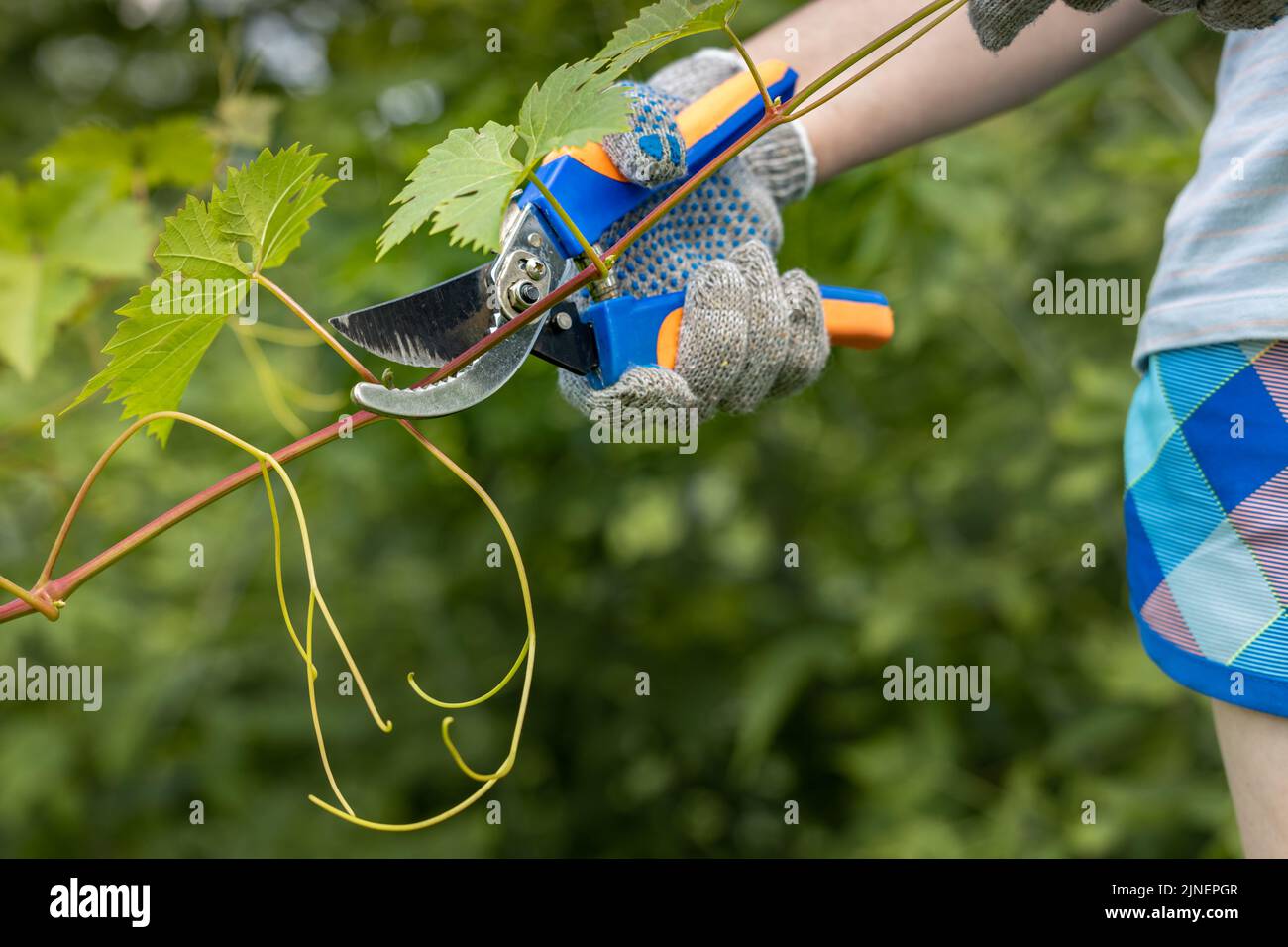 a gloved hand cuts a branch of grapes with secateurs. High quality ...