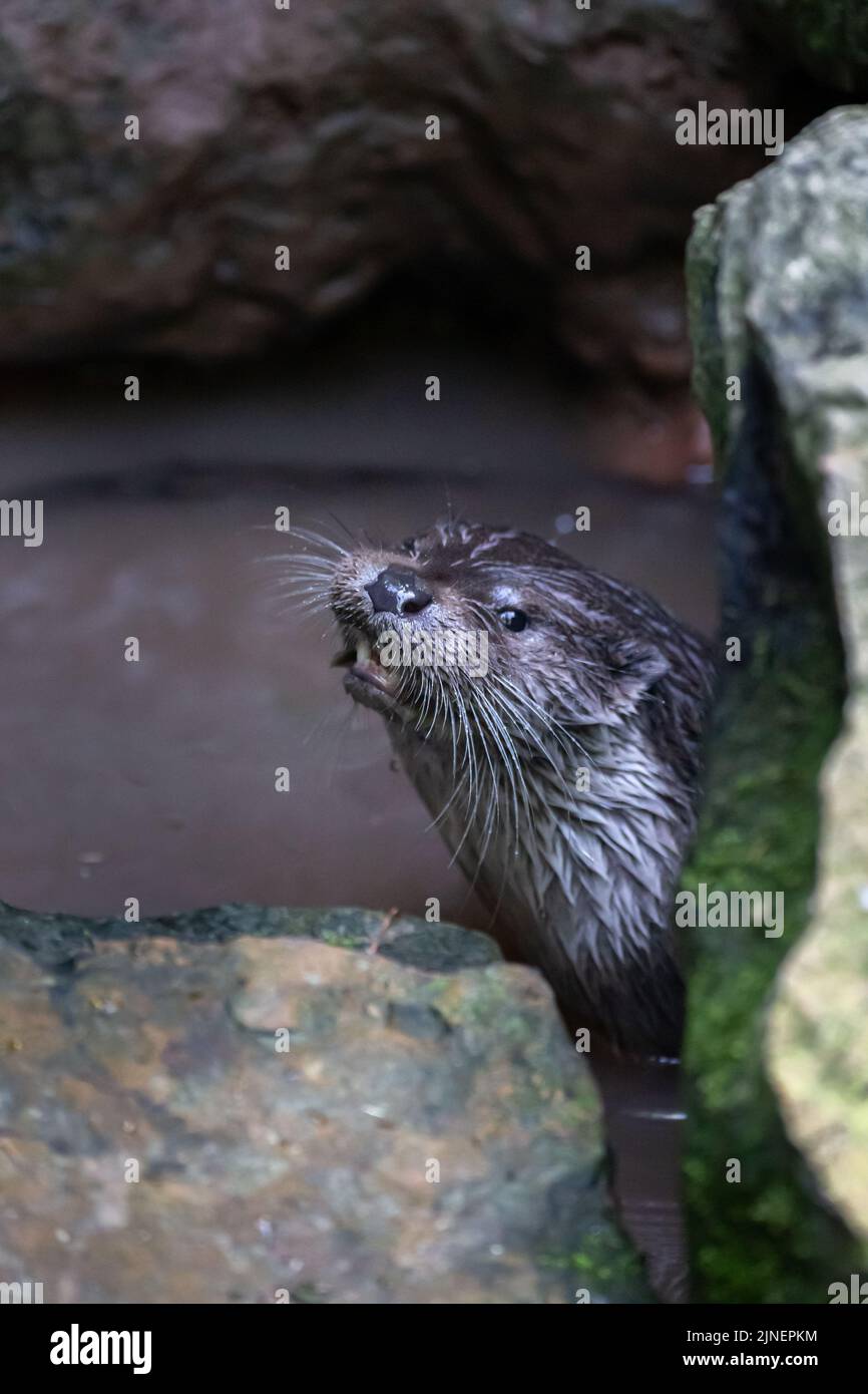 A vertical closeup of an otter (Lutrinae) seen between stones in ...
